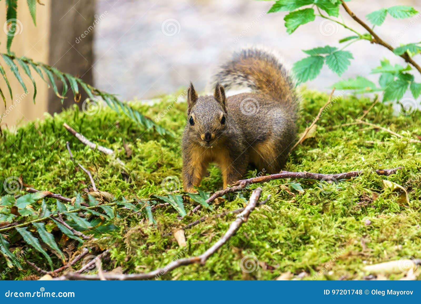 Small Squirrel in Summer Forest Background Wild Animal Stock Photo ...