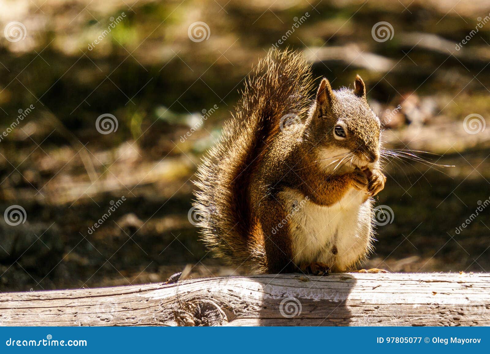 Small Squirrel in Summer Forest Background Wild Animal Stock Image ...