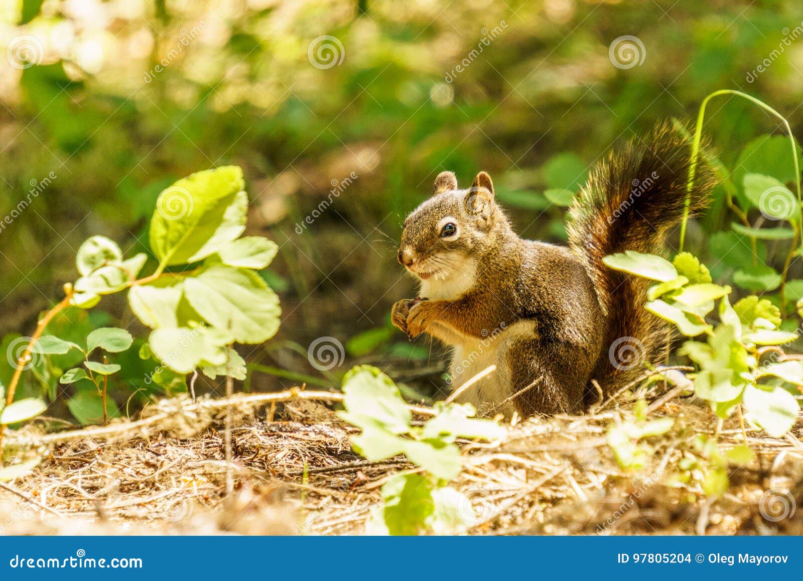 Small Squirrel In Summer Forest Background Wild Animal Stock Photo ...