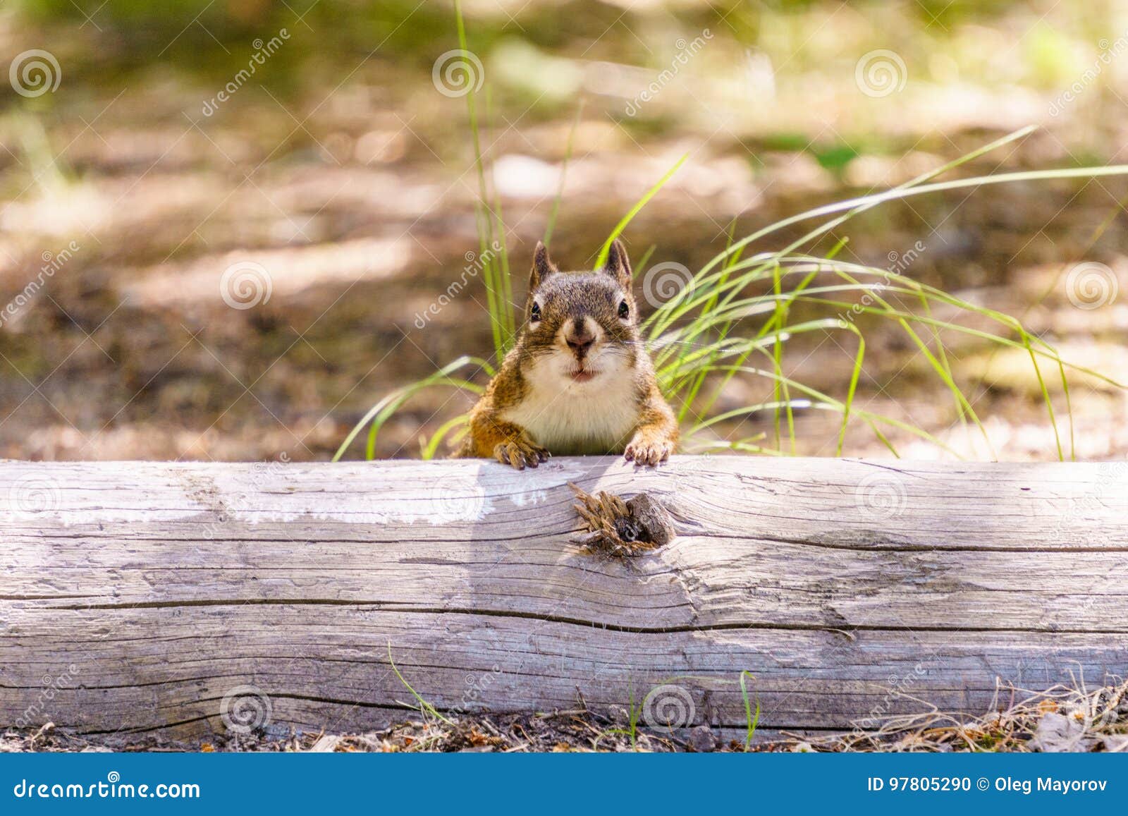 Small Squirrel in Summer Forest Background Wild Animal Stock Photo ...