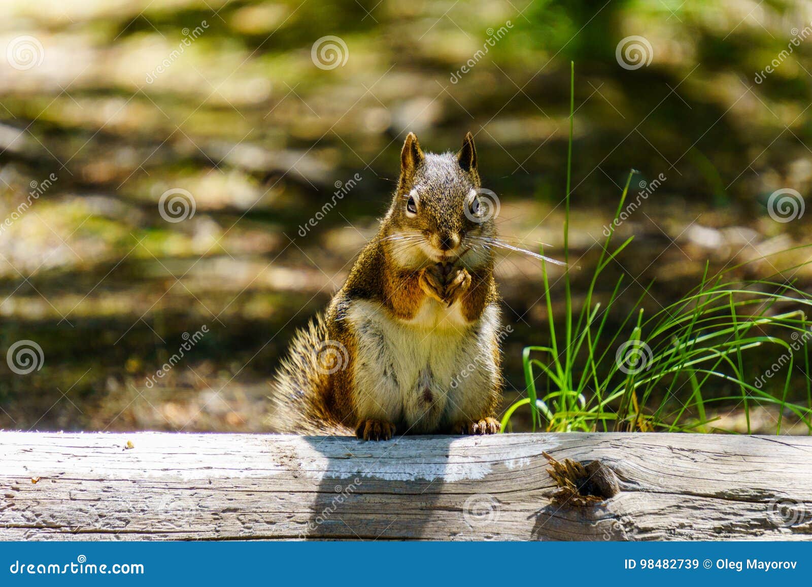 Small Squirrel in Summer Forest Background Wild Animal Stock Image ...