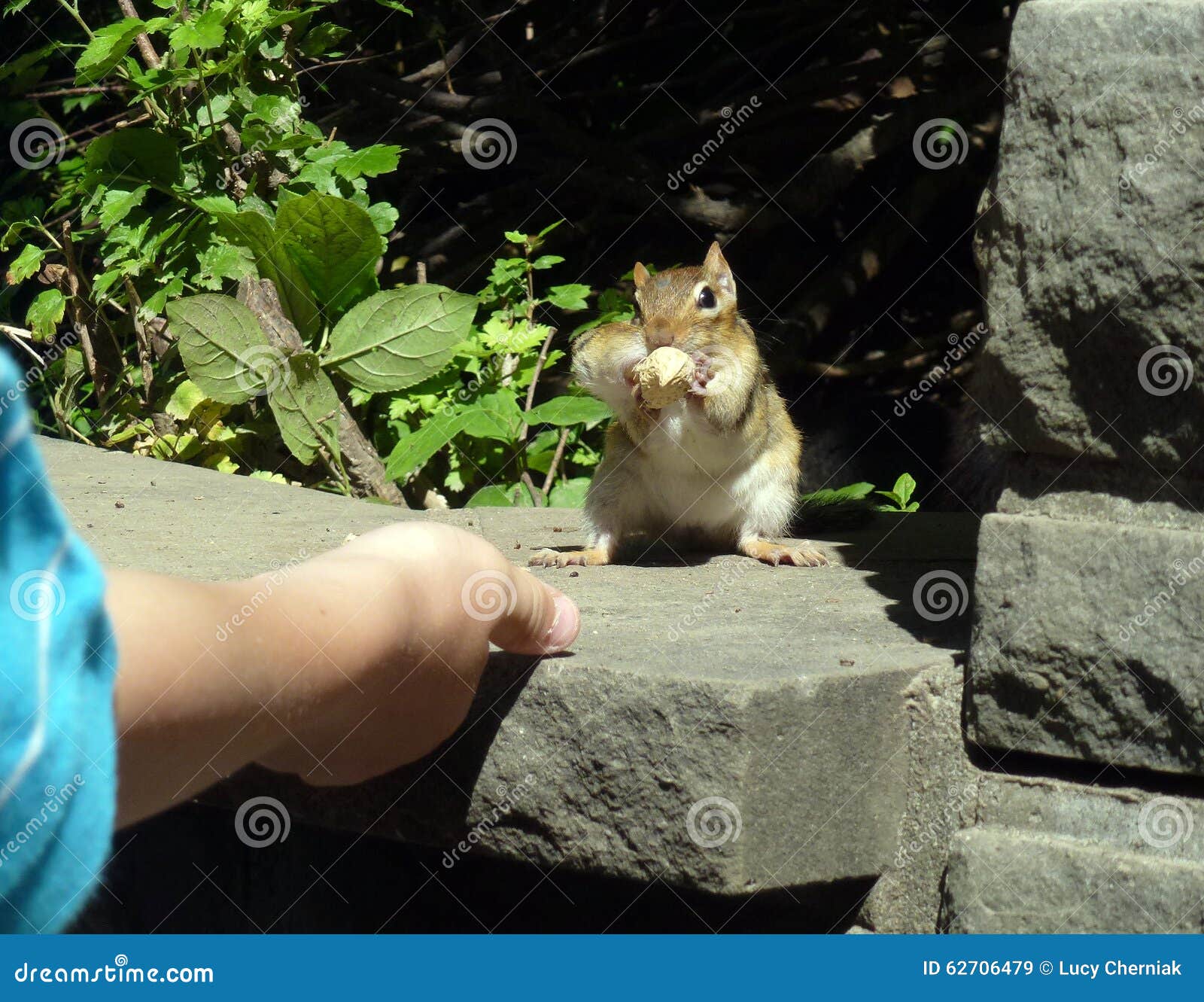 Small Squirrel stock image. Image of food, mammal, fauna - 62706479