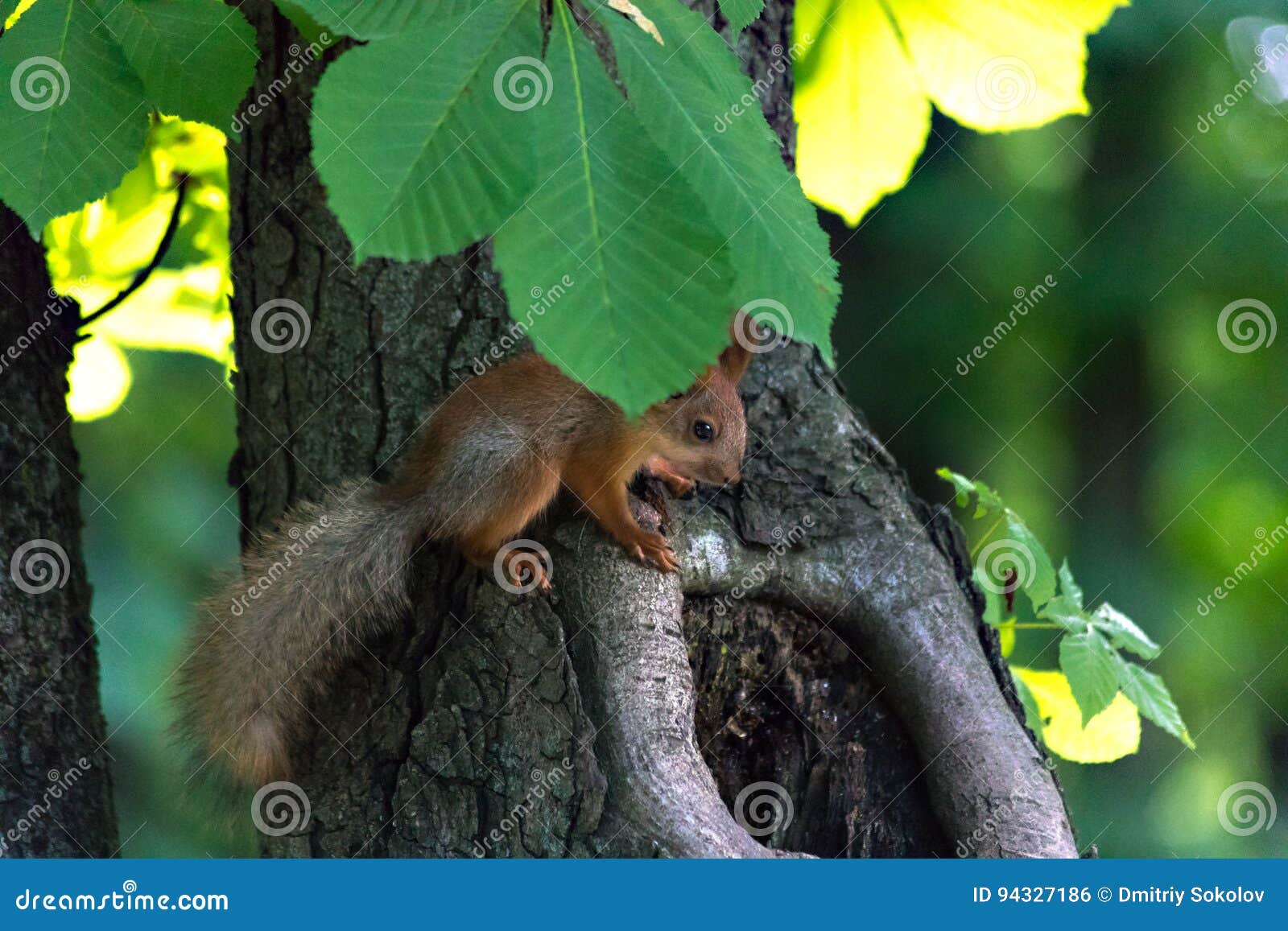 Small squirrel under leaf stock photo. Image of leaf - 94327186