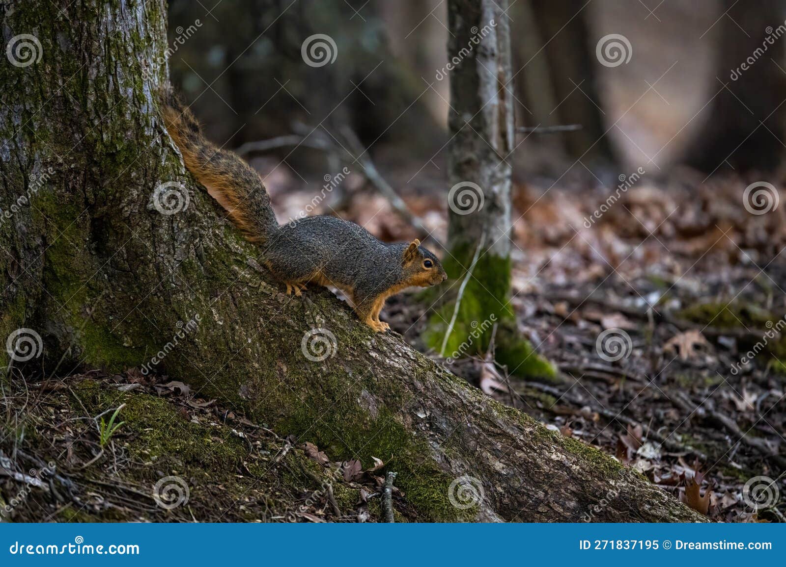 Small Squirrel Walking Near a Tree in the Forest Stock Image - Image of ...