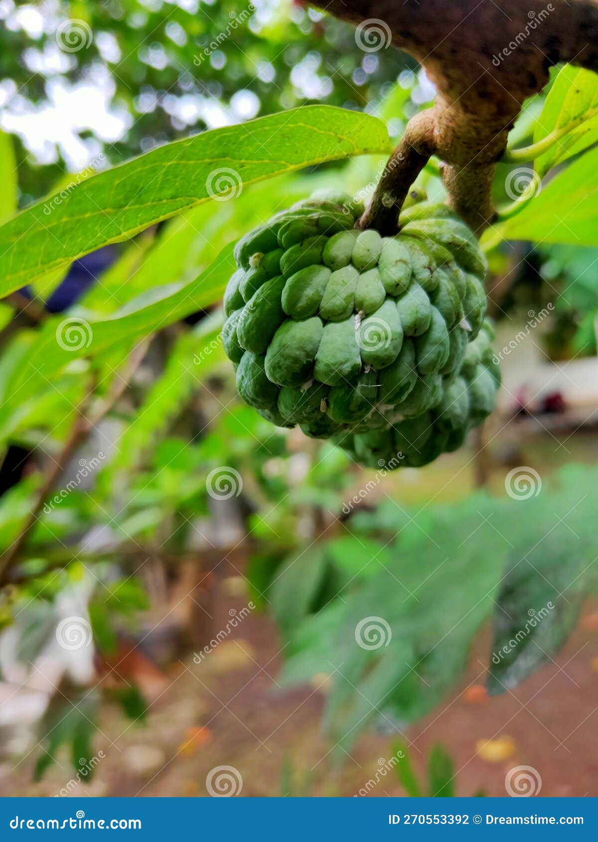 Srikaya Fruit Annona Squamosa With Leaves, From Top View, Isolated ...