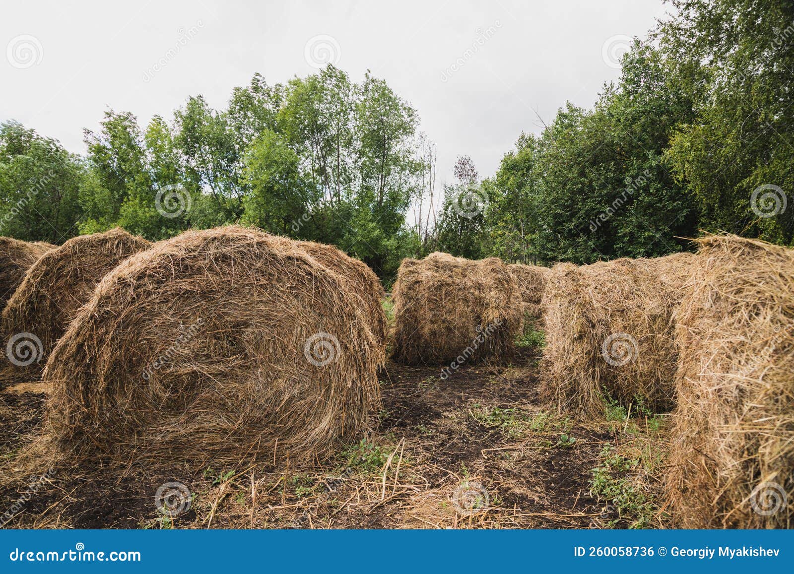 The small stack oh hay stock photo. Image of nature - 260058736