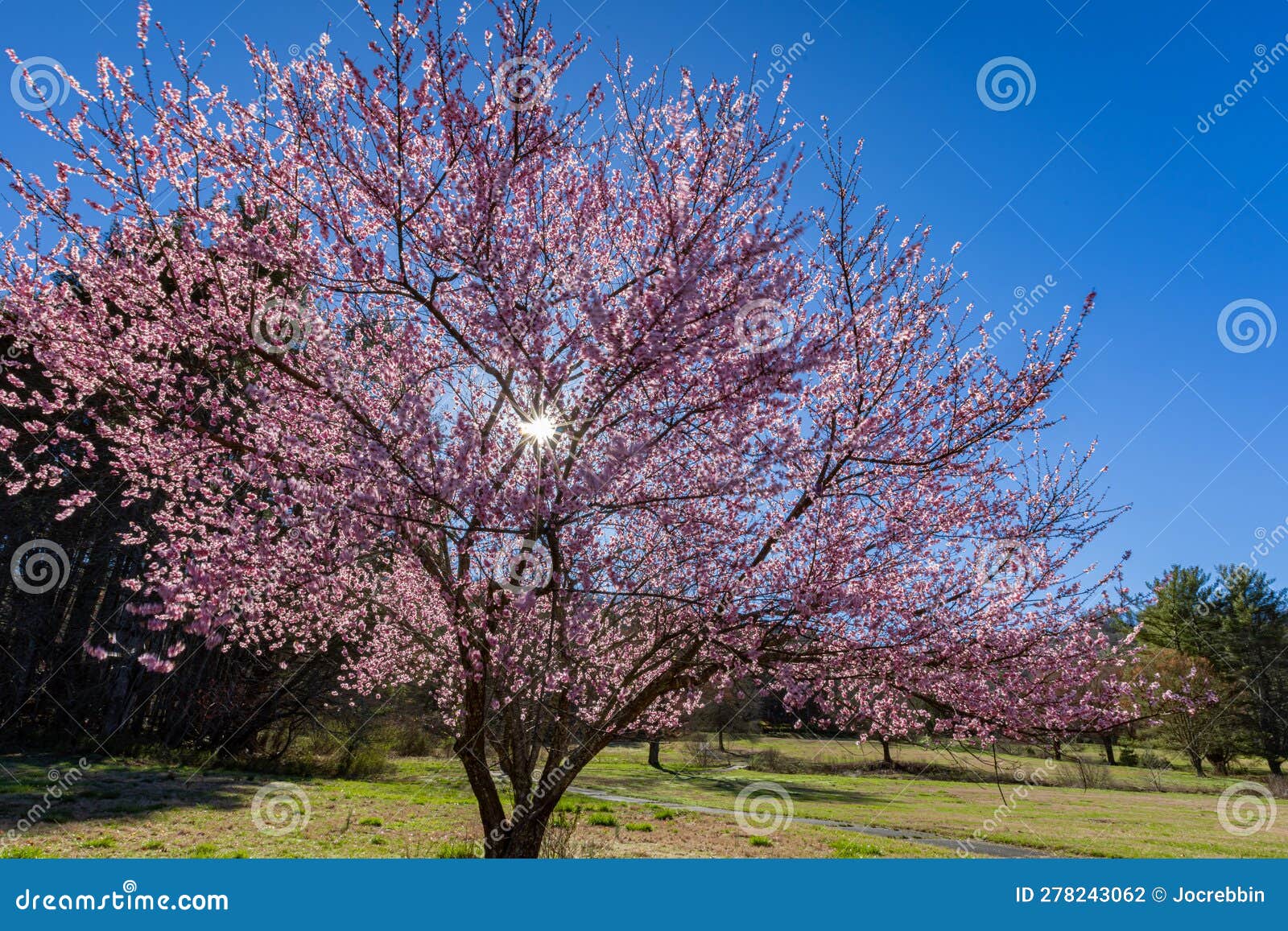 Small Star Burst Twinkles through Pink Cherry Blossom Tree in Spring ...