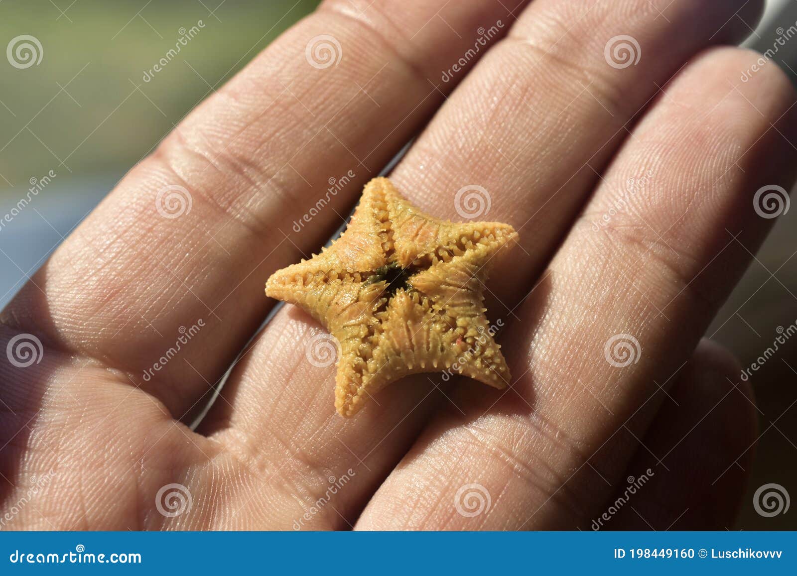 Smallest Starfish In The World