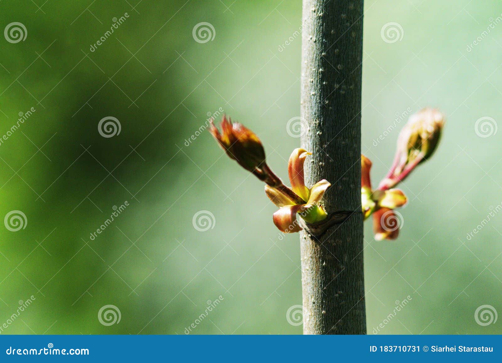 Small Stems of a Young Tree Stock Image - Image of group, fresh: 183710731