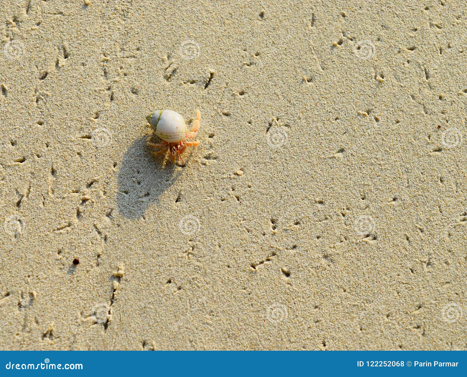 Small Step - a Tiny Crustacean with Seashell Walking Across Sandy Beach ...
