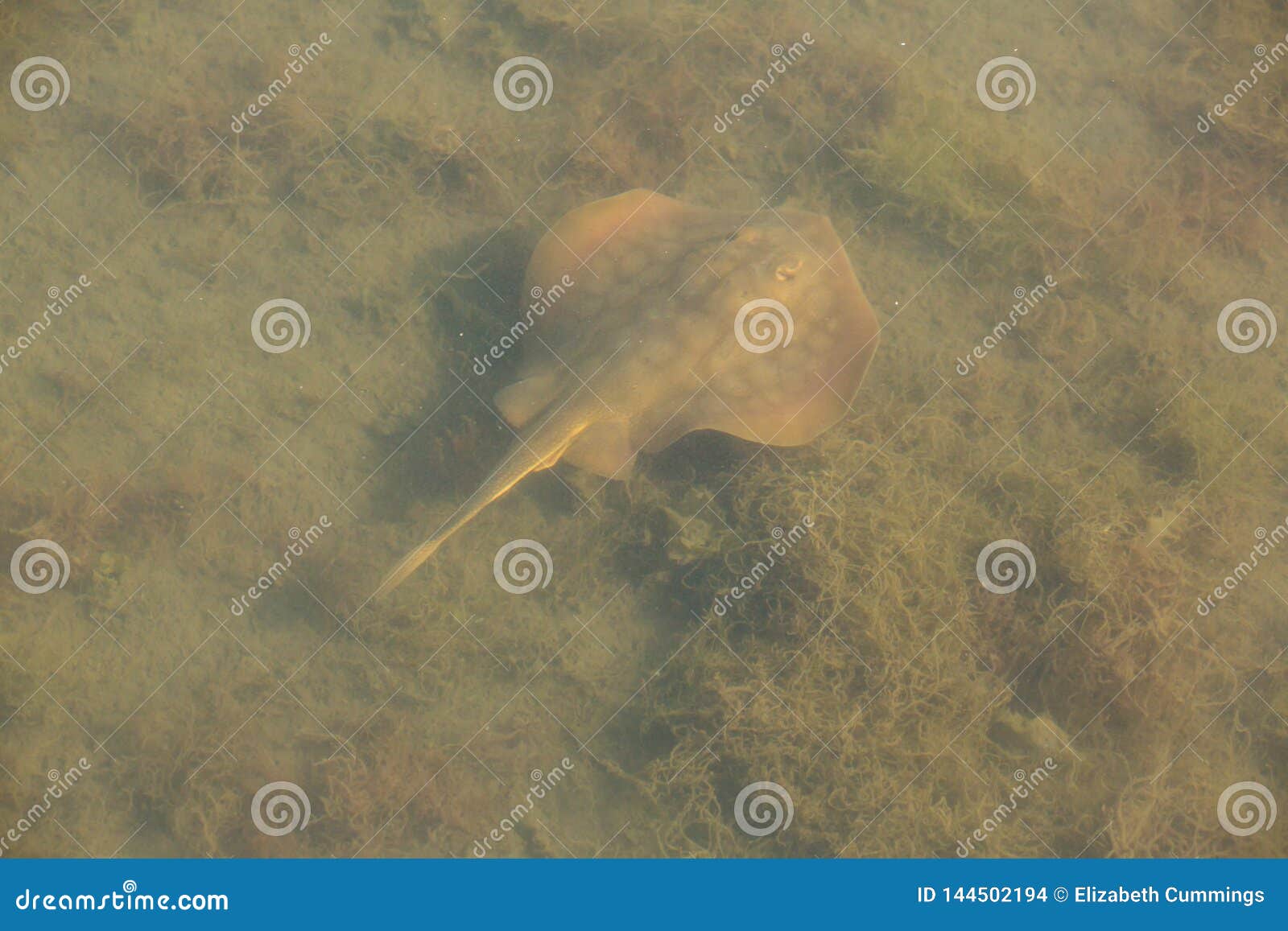 Small Stingray Swims in a Shallow Channel at a Nature Preserve Stock ...