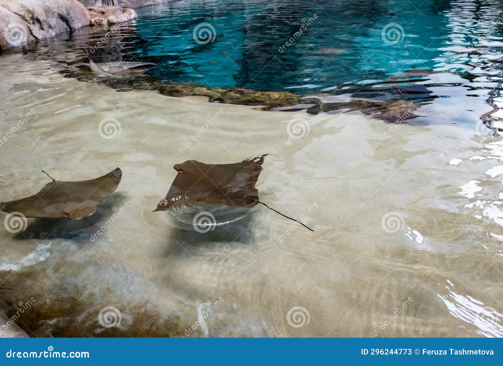 Small Stingrays Swim in the Pool Stock Image - Image of kagawa, chinese ...