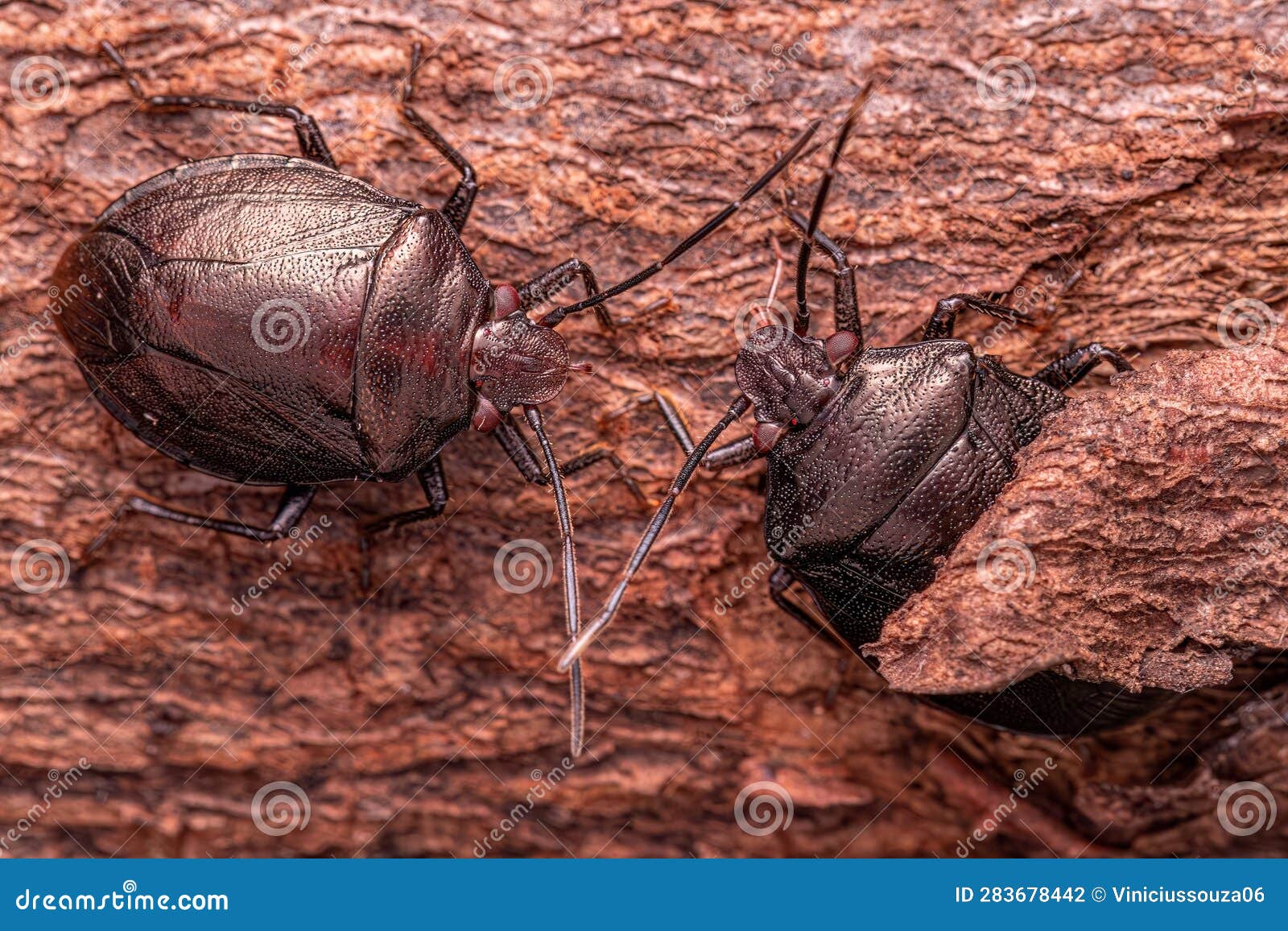 Small Stink bug stock photo. Image of fauna, bugs, antiteuchus - 283678442