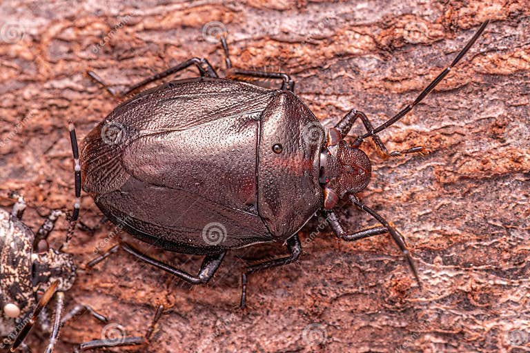 Small Stink bug stock photo. Image of nature, pentatomomorpha - 283678454