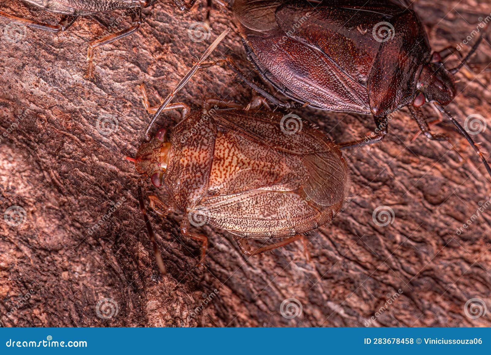 Small Stink bug stock photo. Image of entomology, wildlife - 283678458