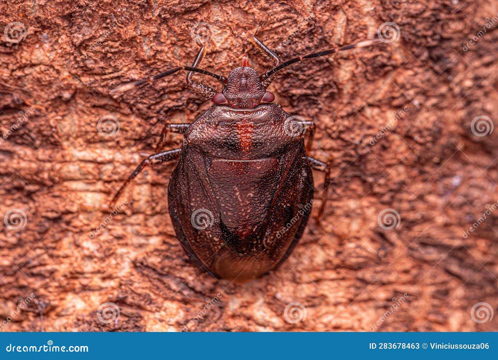 Small Stink bug stock image. Image of small, detail - 283678463