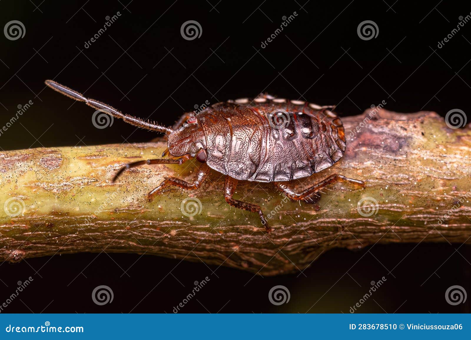 Small Stink bug stock photo. Image of camouflage, fauna - 283678510