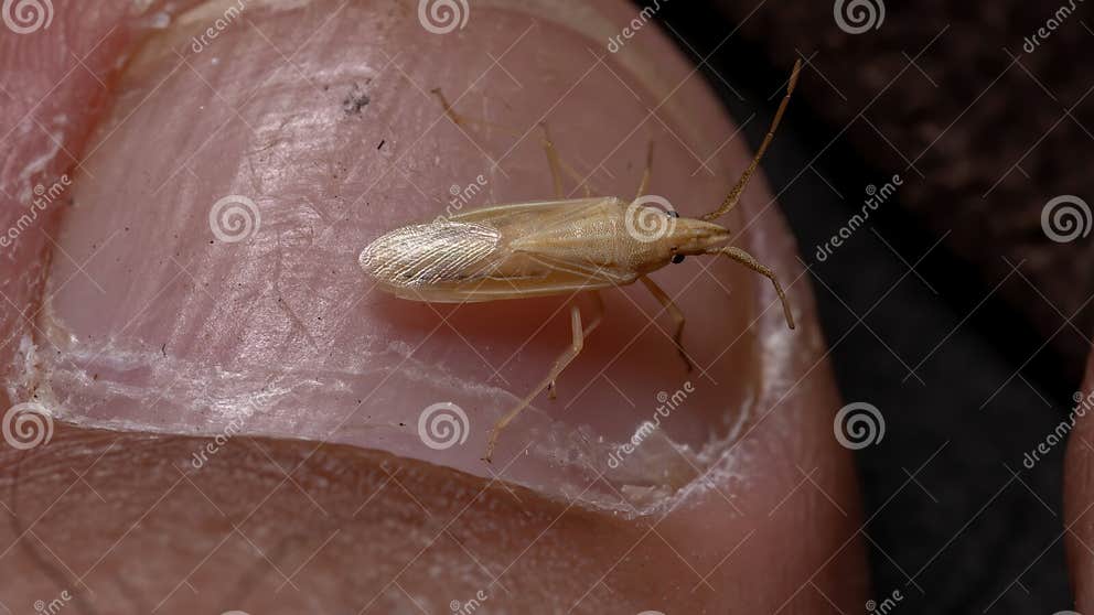 Small Stink Bug stock photo. Image of leafhopper, animal - 198979804