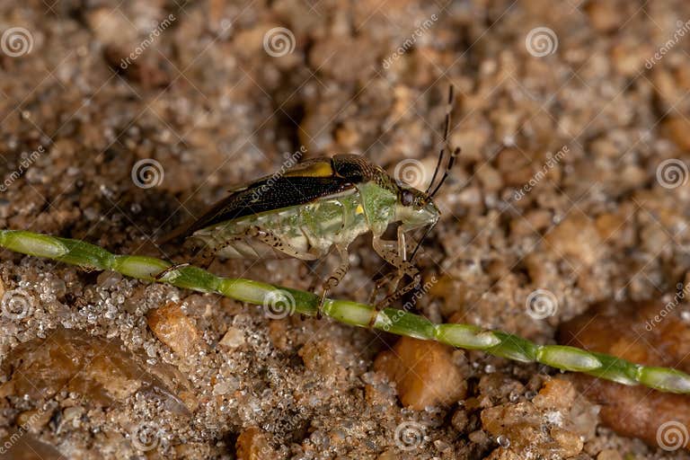 Small Stink Bug stock photo. Image of stink, treehopper - 205055666