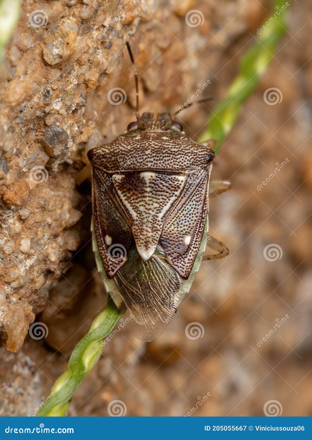 Small Stink Bug stock image. Image of pentatomomorpha - 205055667