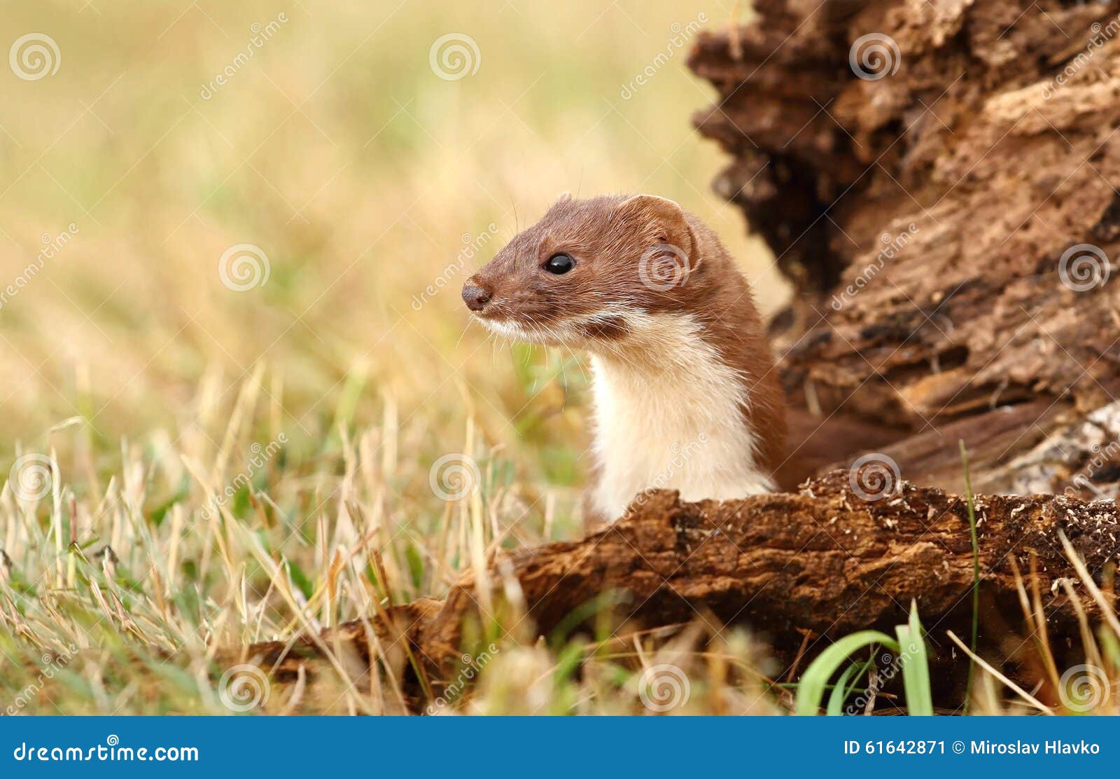 Small stoat stock image. Image of little, wild, wildlife - 61642871