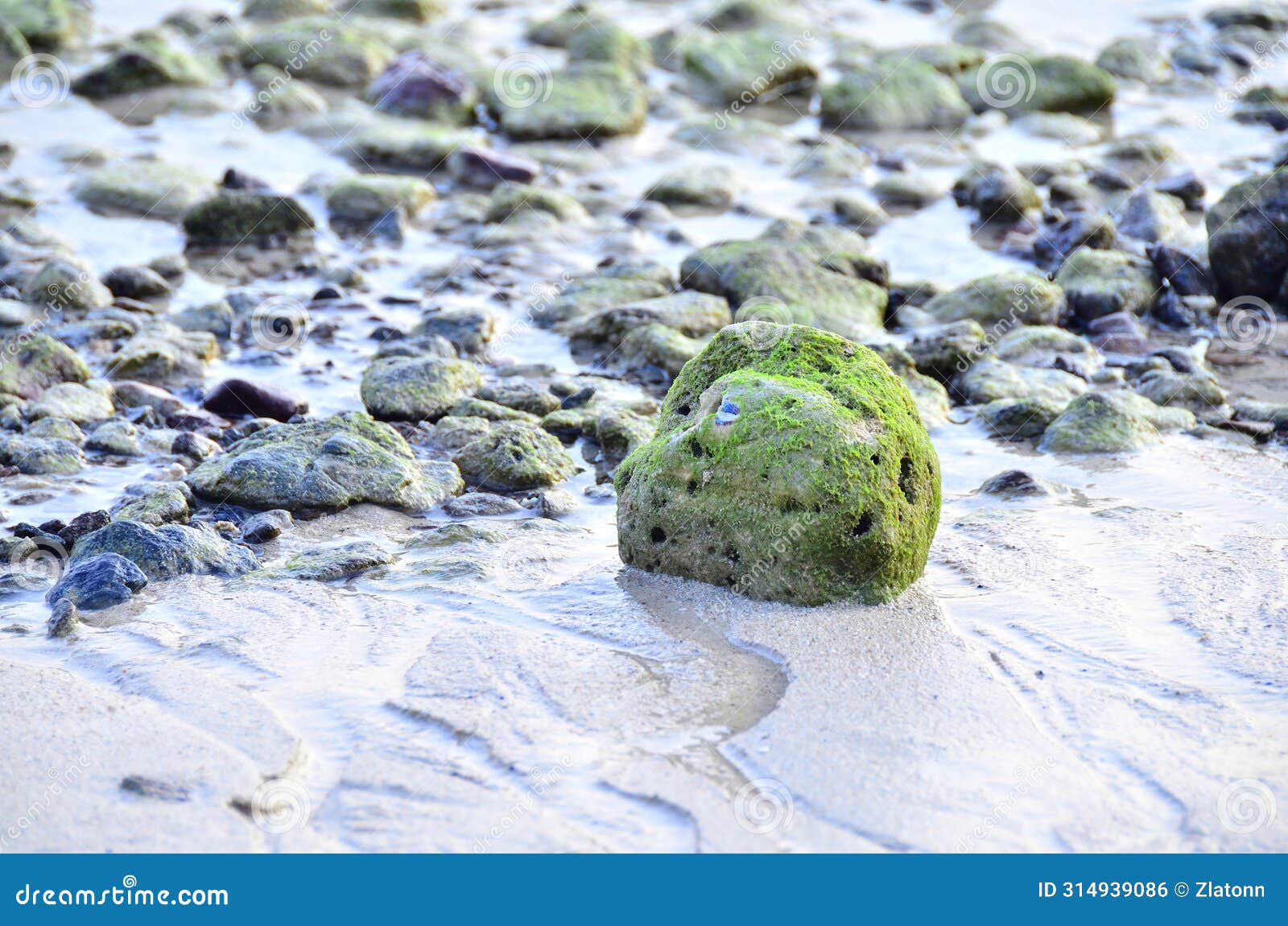The Small Stone with Lichens Which are Living Things that Grow on Rocks ...