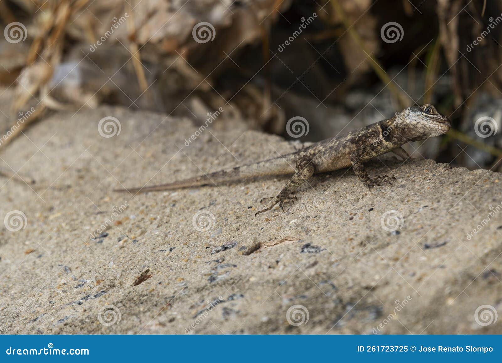 Small Stone Lizard, Common Species in Northeastern Brazil Stock Image ...