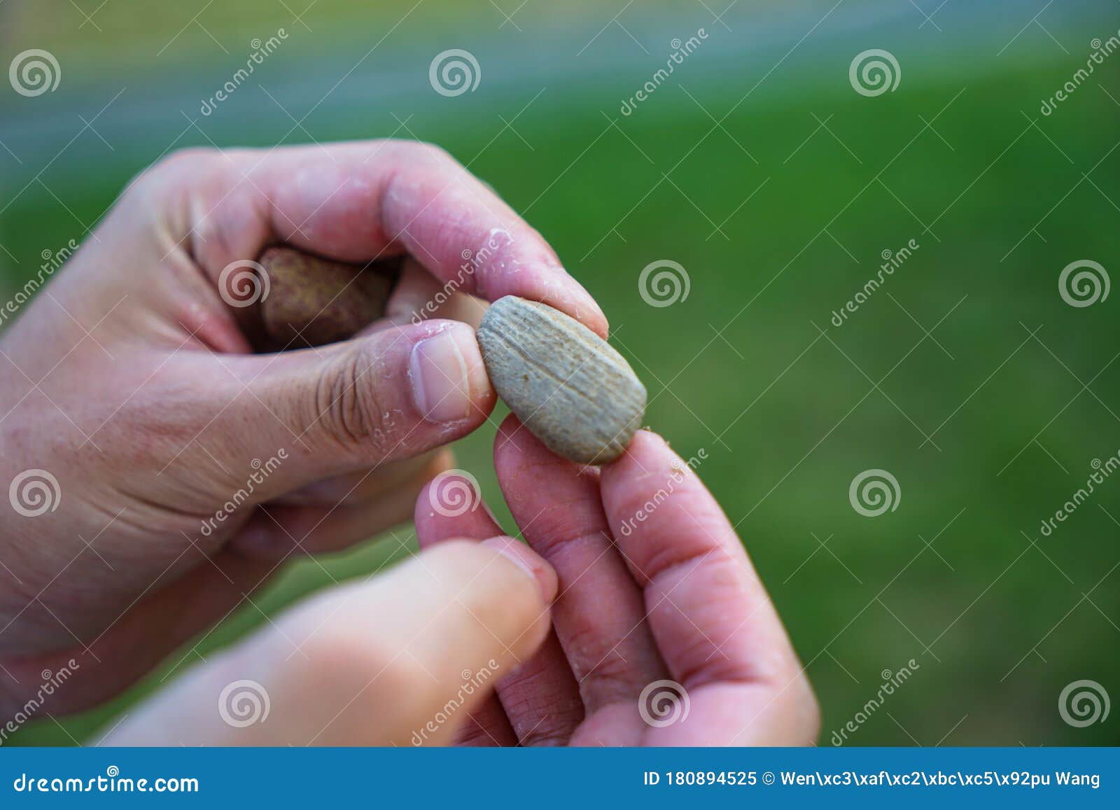 Small Stones in Hands Outdoors Stock Image - Image of wheat, palm ...