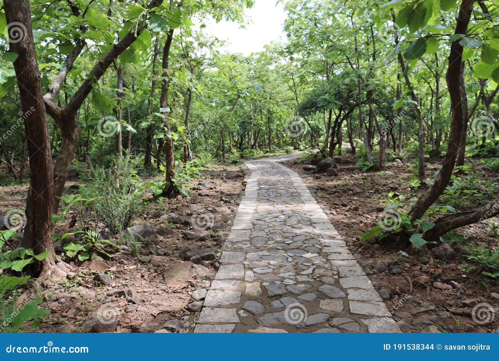 Small Stones Pathway between Forest.teak Trees Both Sides. Stock Photo ...