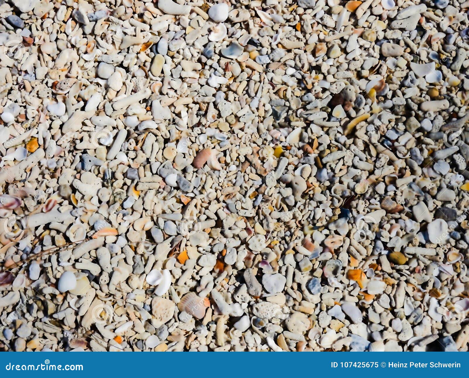 Small Stones and Shell Fragments Stock Image - Image of seashell ...