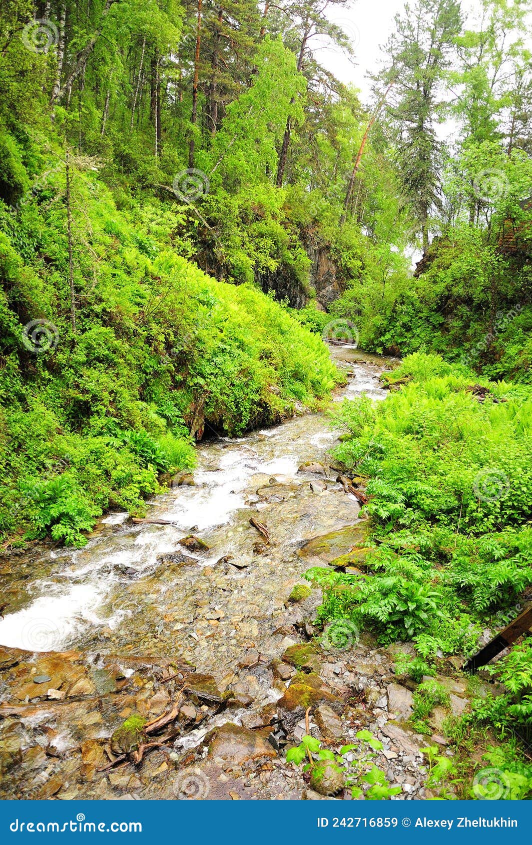 A Small Stormy River Flows Down from the Mountains through the Morning ...