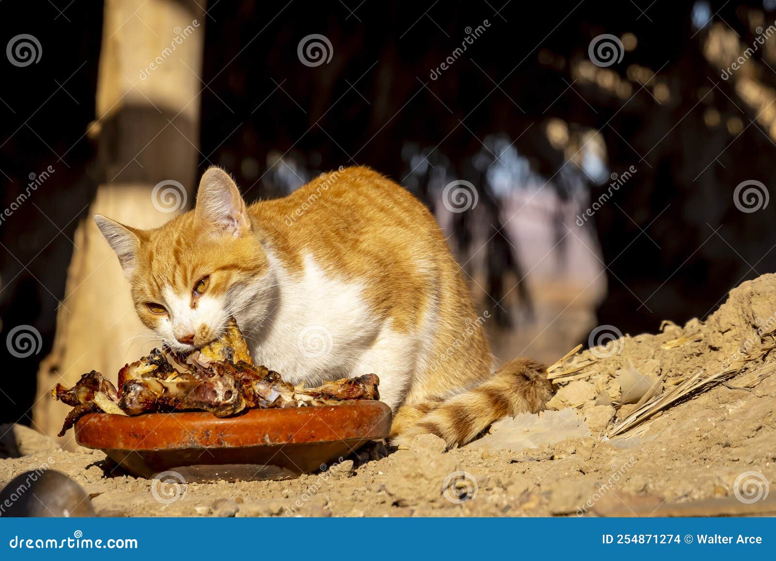 A Small Stray Cat Eats Leftovers from a Restaurant in Morocco, Africa ...