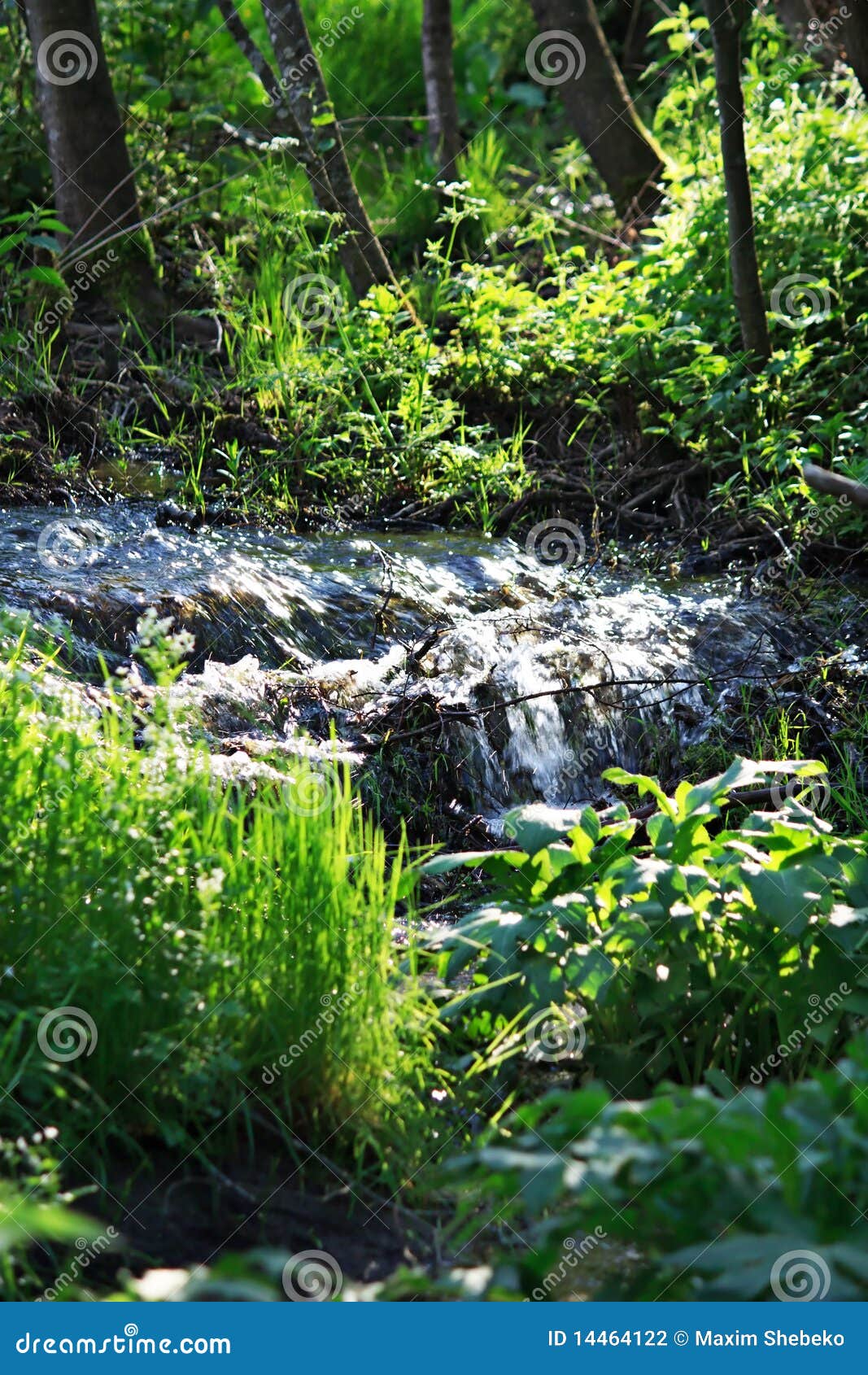 Small stream stock photo. Image of stream, fresh, nature - 14464122
