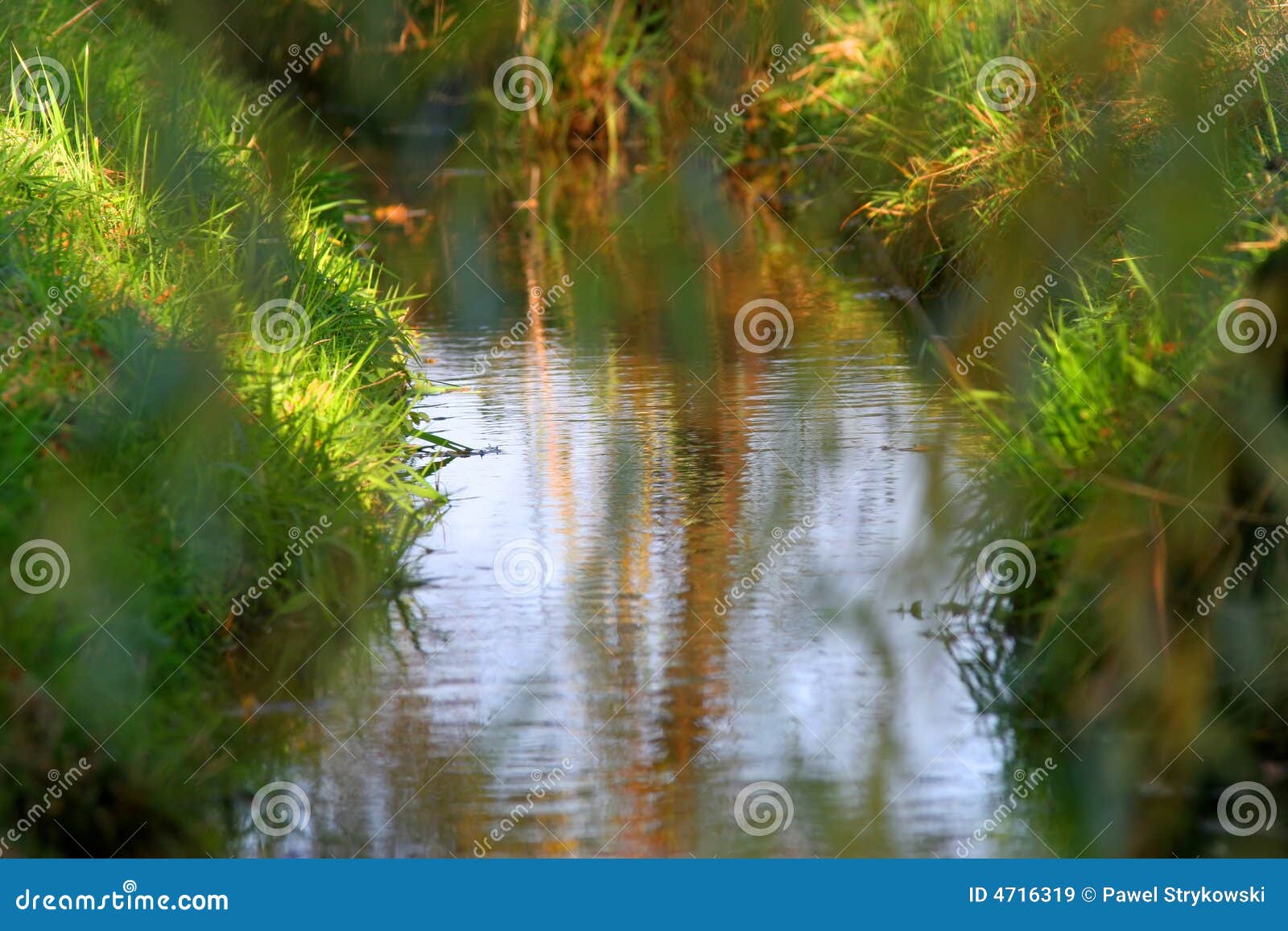 Small stream stock image. Image of grass, green, sunny - 4716319
