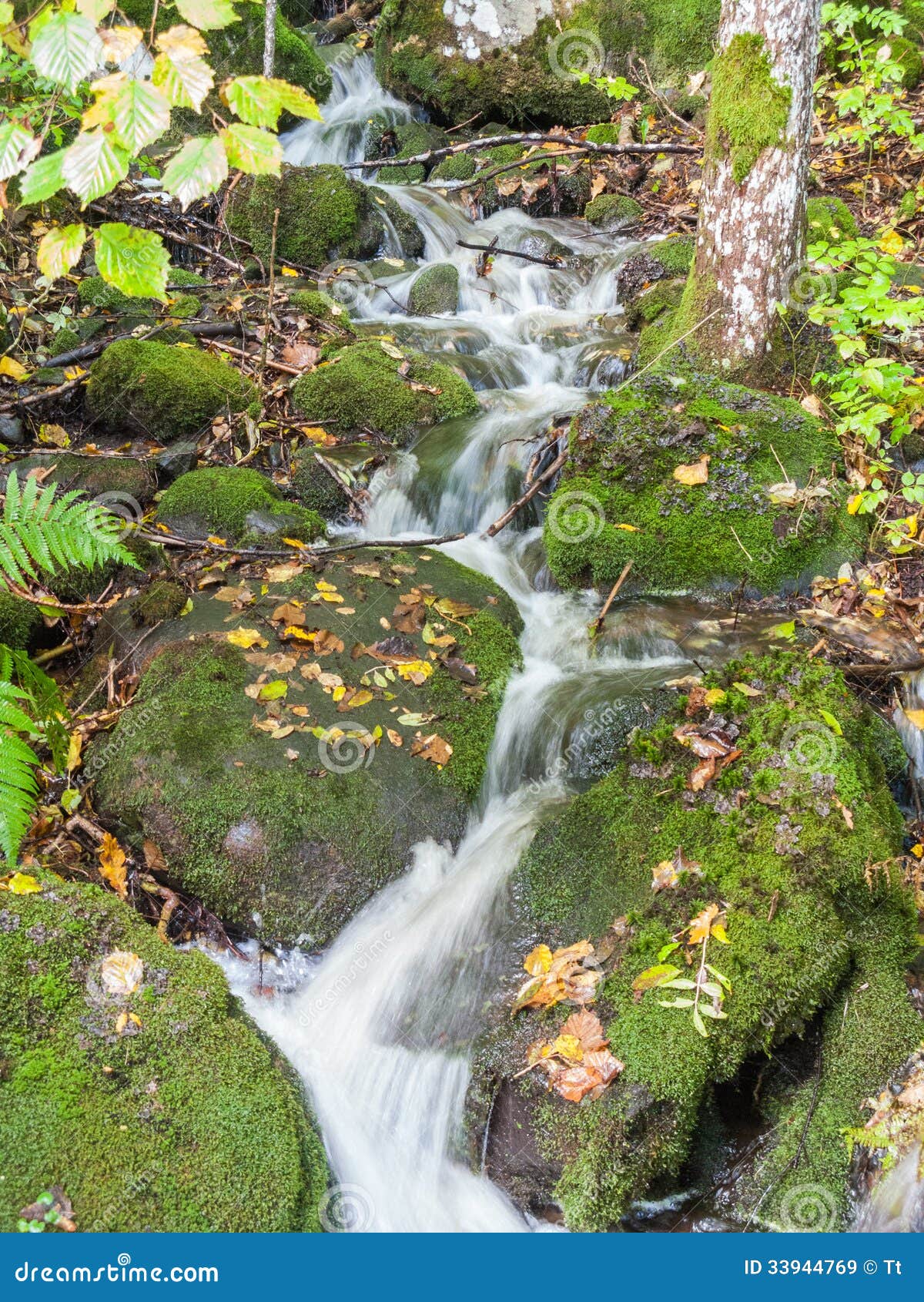 Small stream stock image. Image of beauty, nonurban, plant - 33944769