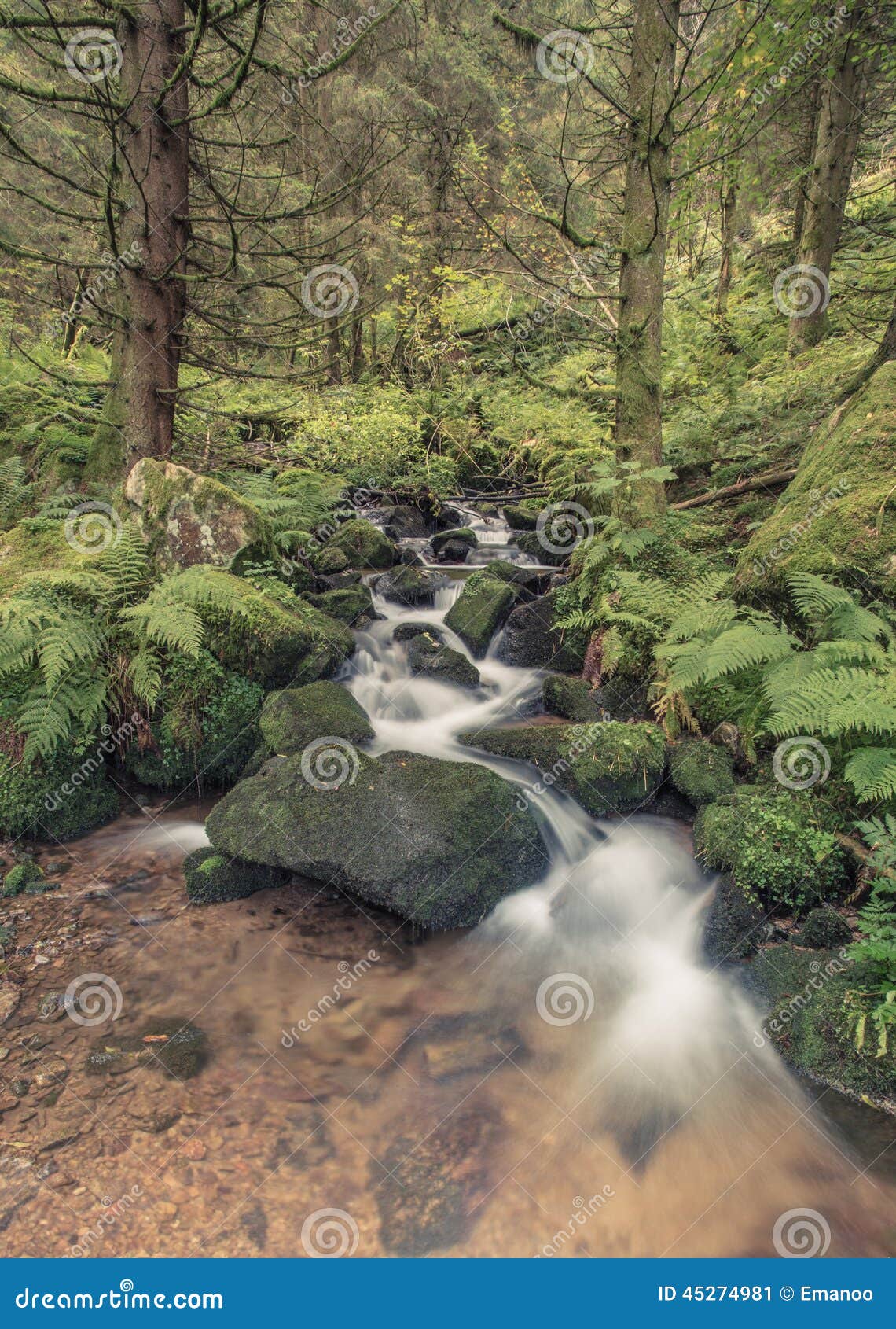 Small Stream in Black Forest Stock Image - Image of flowing, nature ...