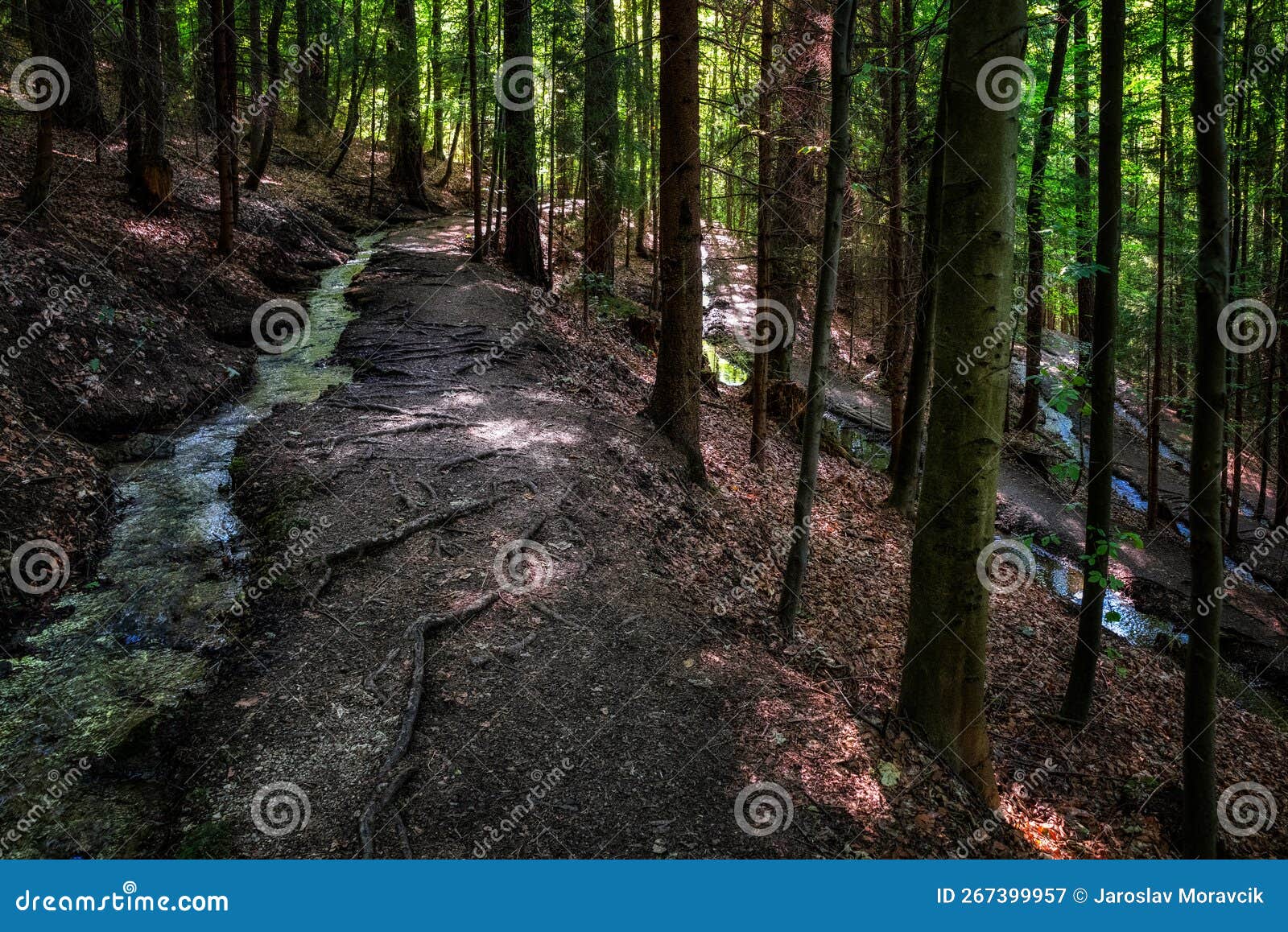Small Stream Cascading Down through the Beautiful Forest Editorial ...