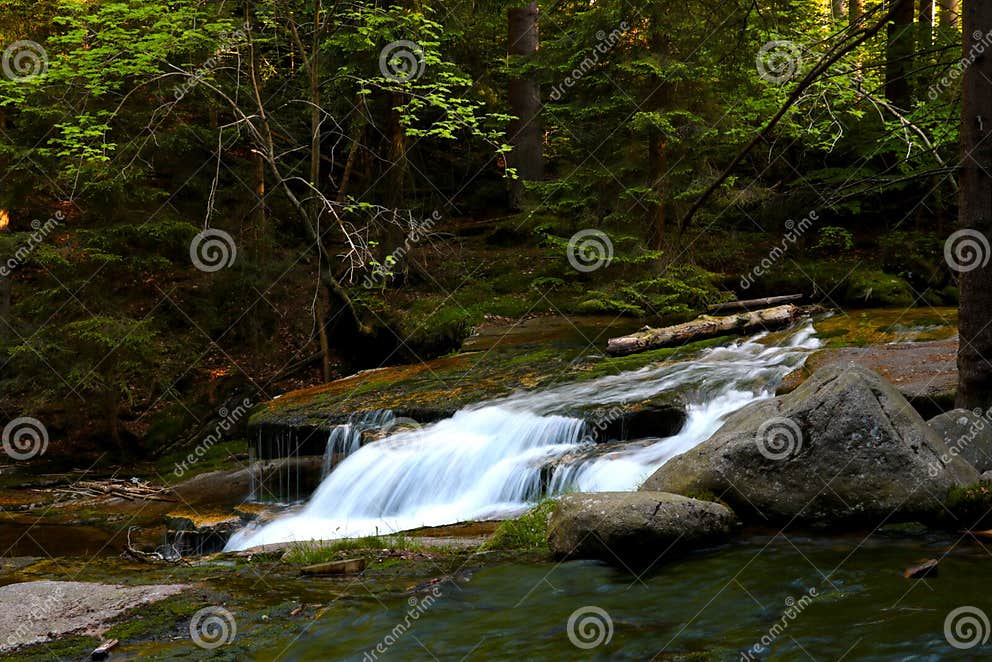 A Small Stream of Cold Water Flows into the Forest, the Backdrop of ...