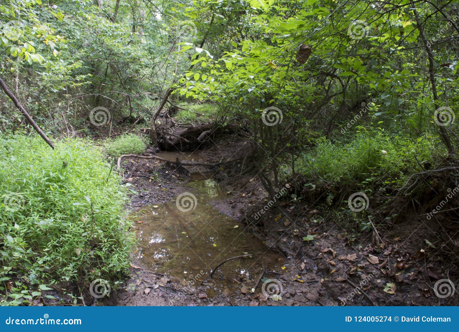 Small Stream in Dense Forest Stock Photo - Image of nature, saplings ...