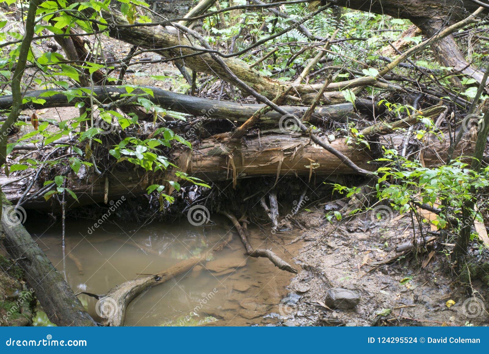 Small Stream and Fallen Trees Stock Photo - Image of cross, forest ...