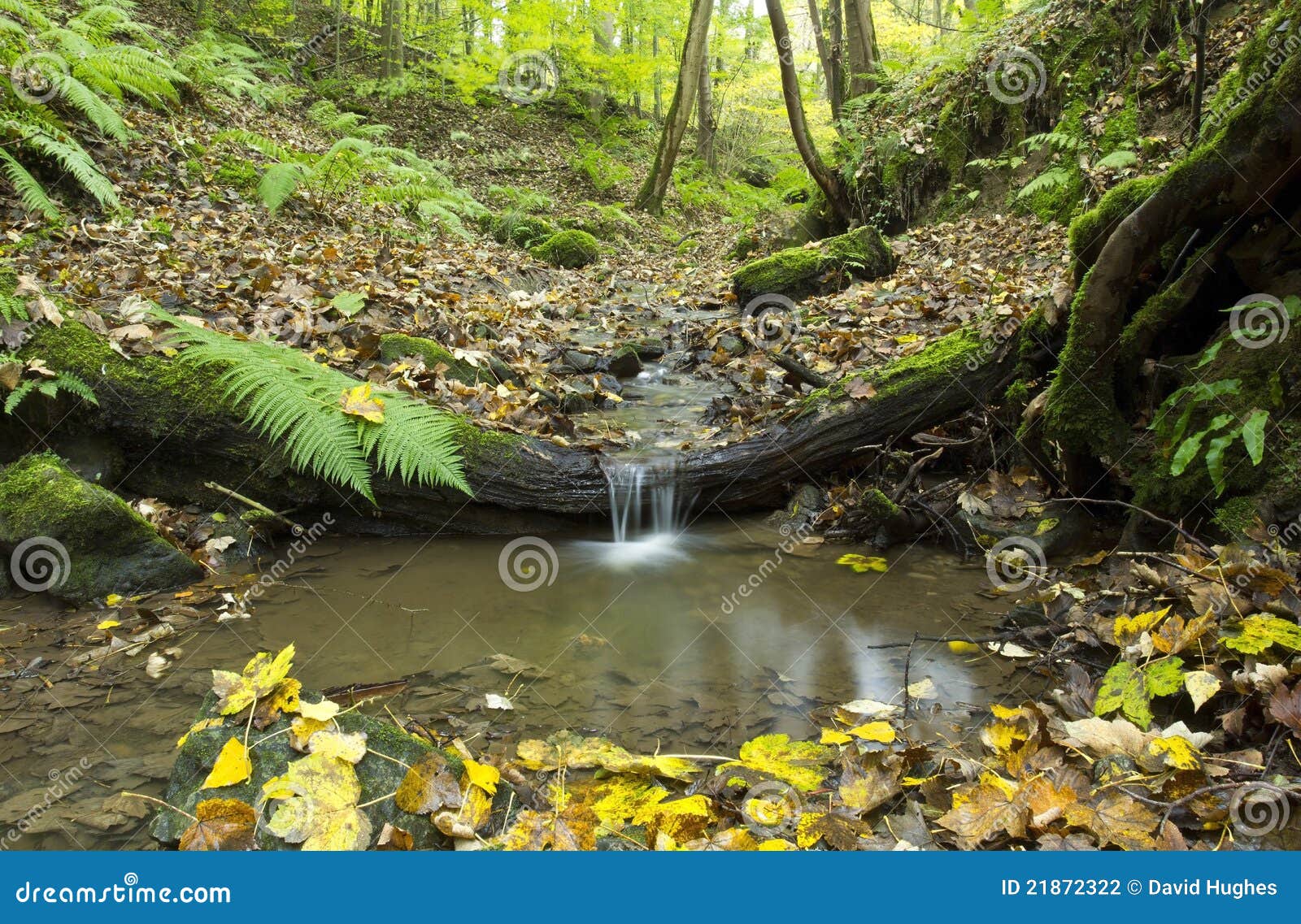 Small Stream Falling Over a Tree Trunk. Stock Photo - Image of autumn ...