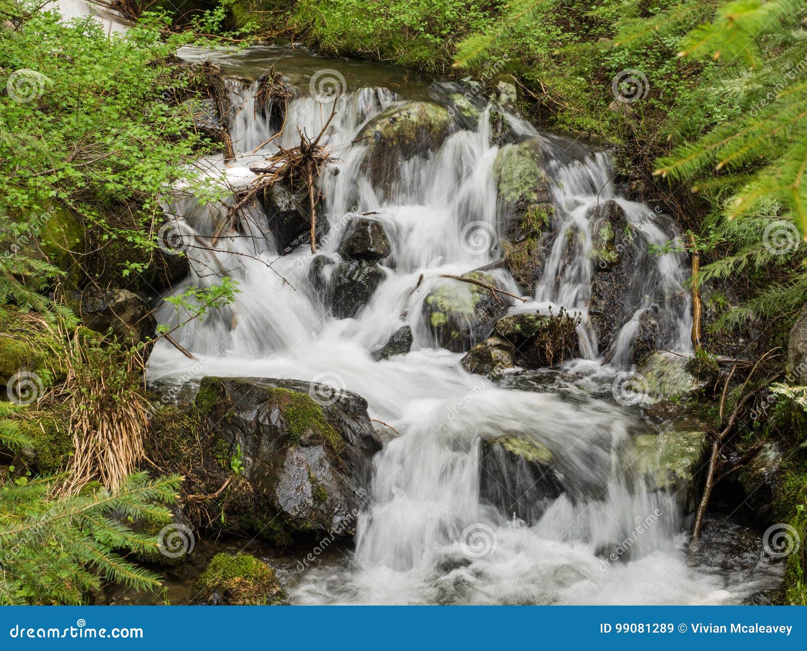 Rocky Stream through the Woods Stock Image - Image of landscape, falls ...