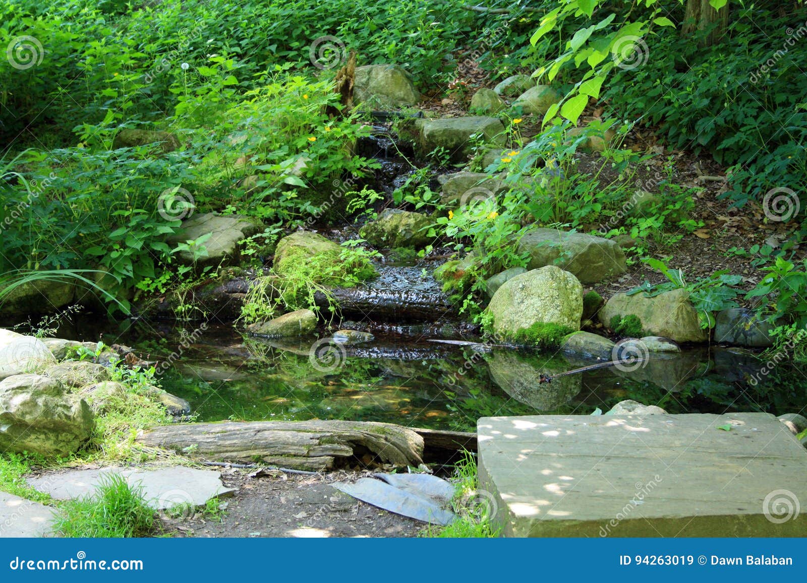 Small Stream with Flowers and Stones Stock Image - Image of stream ...