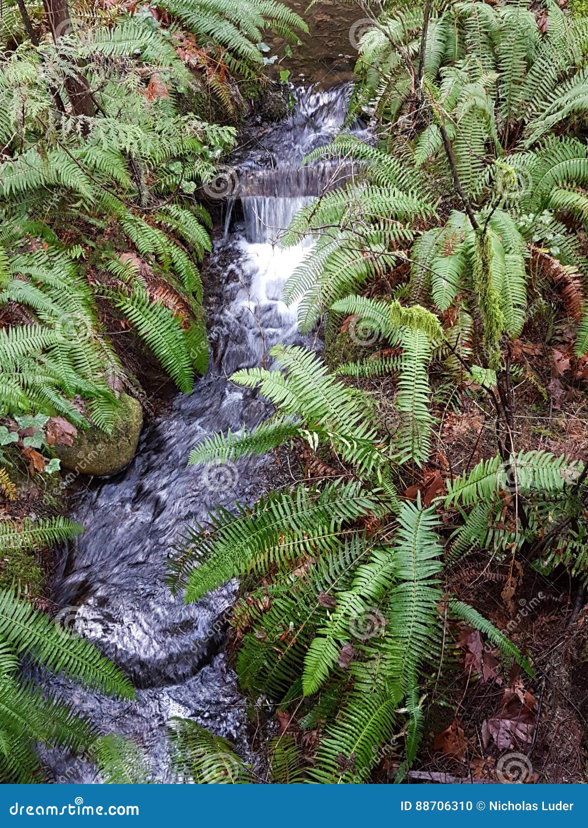 Small stream flowing fast stock photo. Image of mountain - 88706310