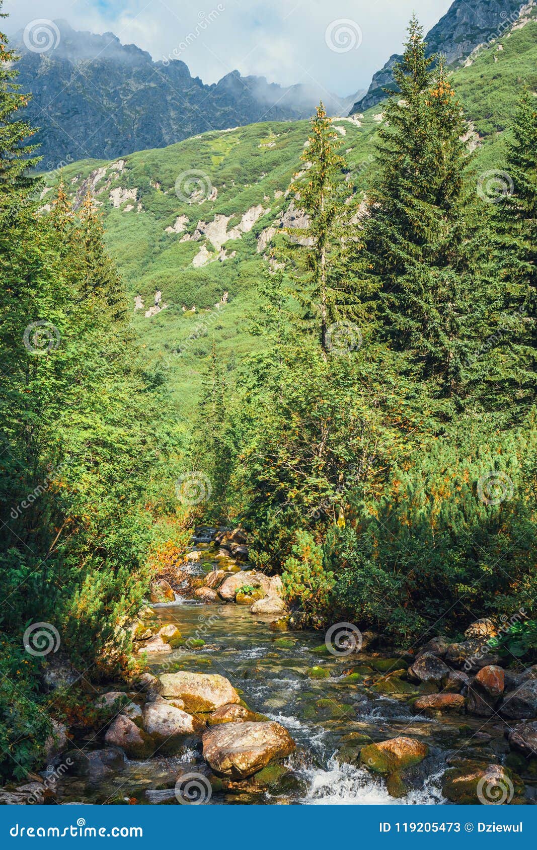 Stream Flowing between the Trees in the Mountains Stock Image - Image ...
