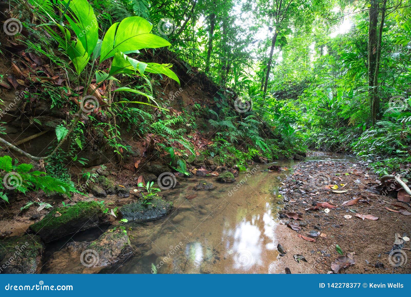Stream and Jungle Scenery, Costa Rica Stock Image - Image of color ...