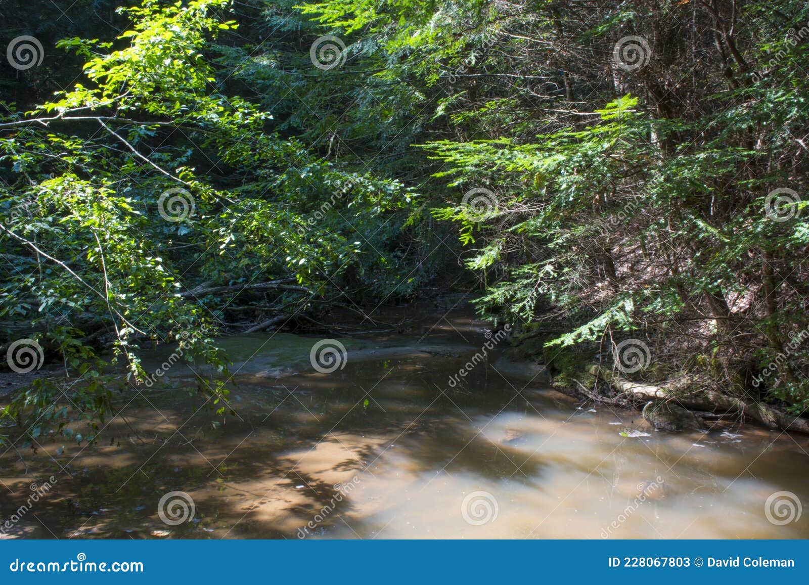 Stream Disappearing into the Forest Stock Image - Image of details ...