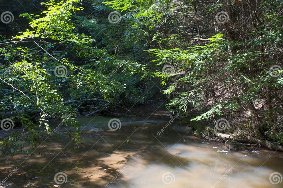 Stream Disappearing into the Forest Stock Image - Image of details ...