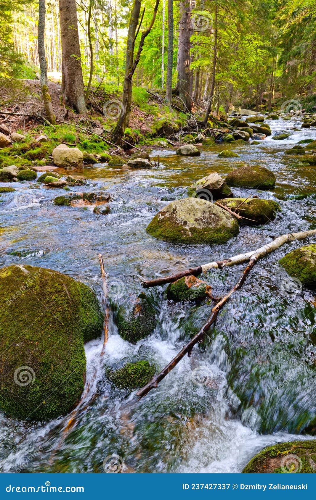 A Small Stream Flows through Rocks in the Forest in the Mountains ...