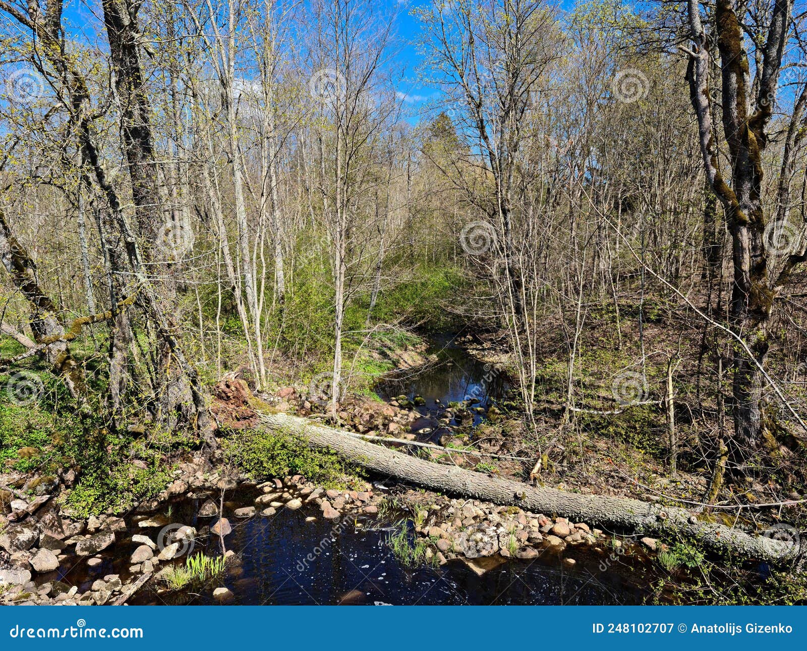 Small Stream Flows through Thicket of Young Trees in the First Month of ...